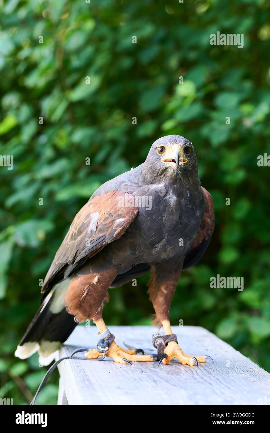 A majestic hawk perched atop a wooden park bench Stock Photo - Alamy