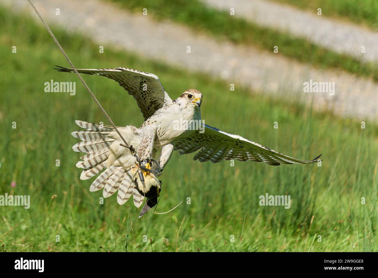 A falcon soaring through the sky above a vibrant green meadow Stock ...