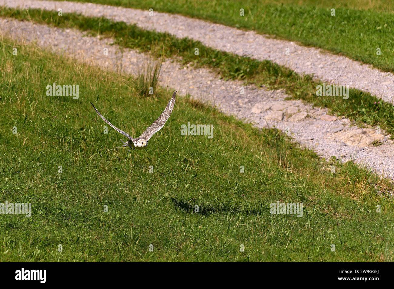 A falcon soaring through the sky above a vibrant green meadow Stock ...