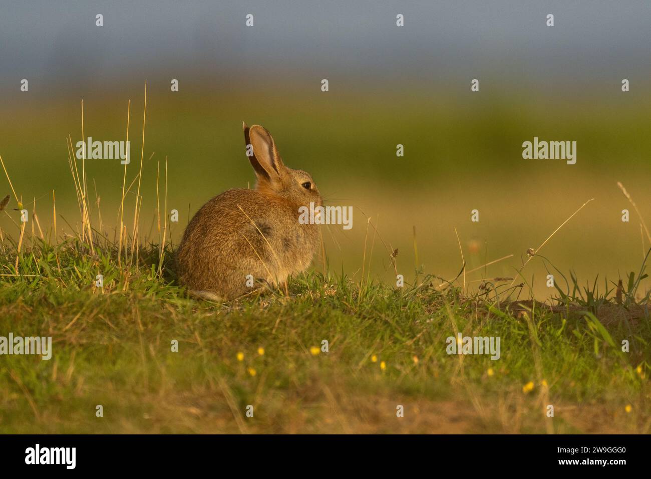 A closeup of a cute rabbit sitting in a meadow and relaxing Stock Photo ...