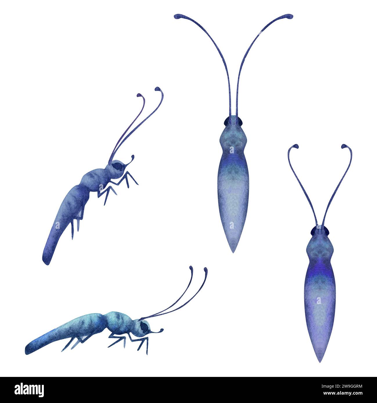 Hand drawn watercolor illustration butterfly bug wasp ant insect moth ...