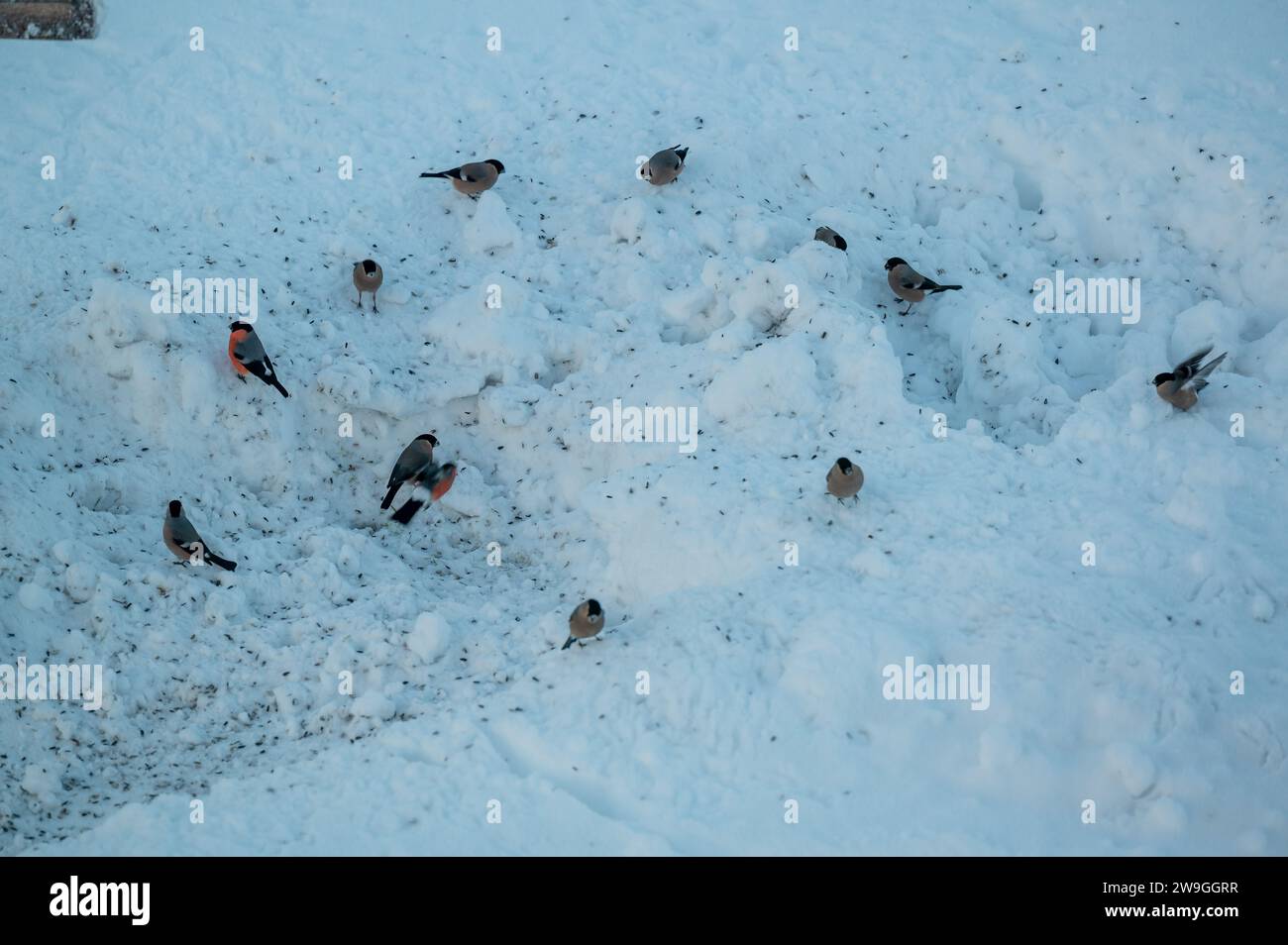 Cluster of birds eating bird seeds in snow Stock Photo - Alamy