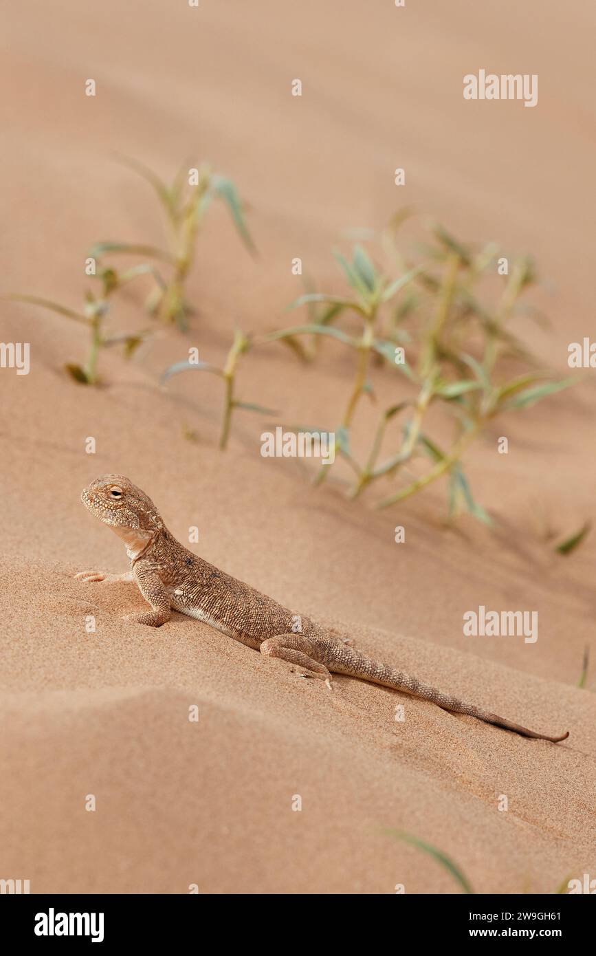 Toad-headed agama, Phrynocephalus mystaceus. Calm desert roundhead ...