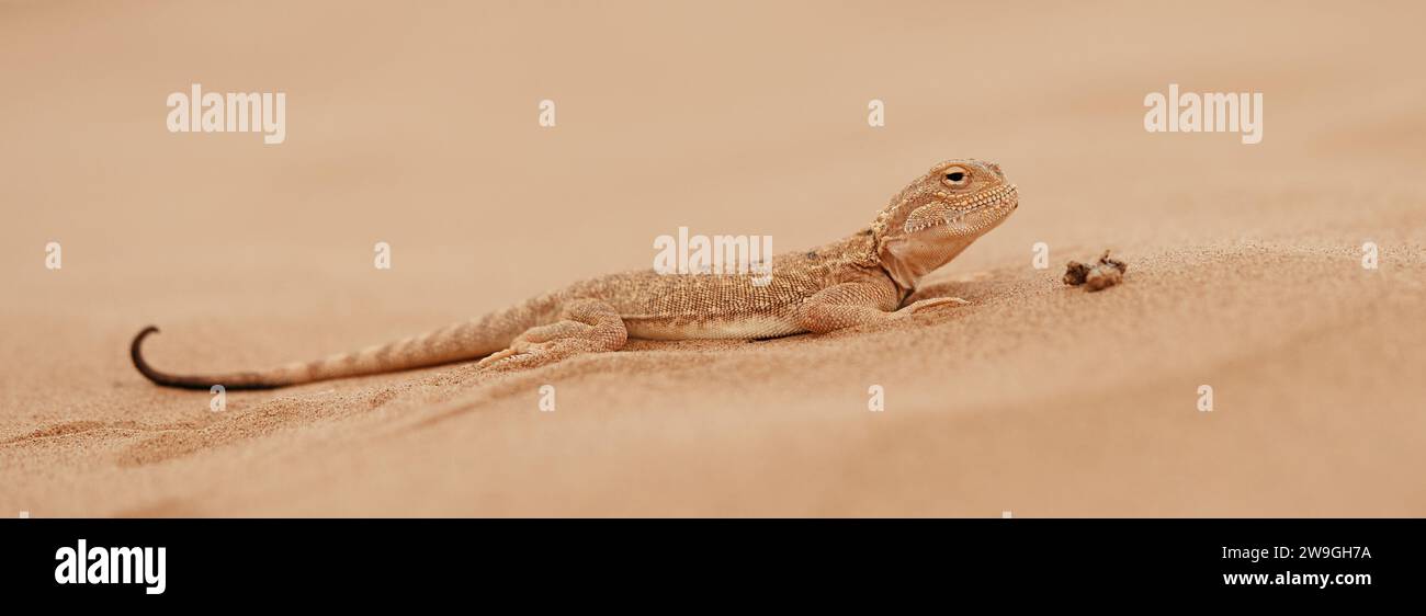 Toad-headed agama, Phrynocephalus mystaceus. Calm desert roundhead ...