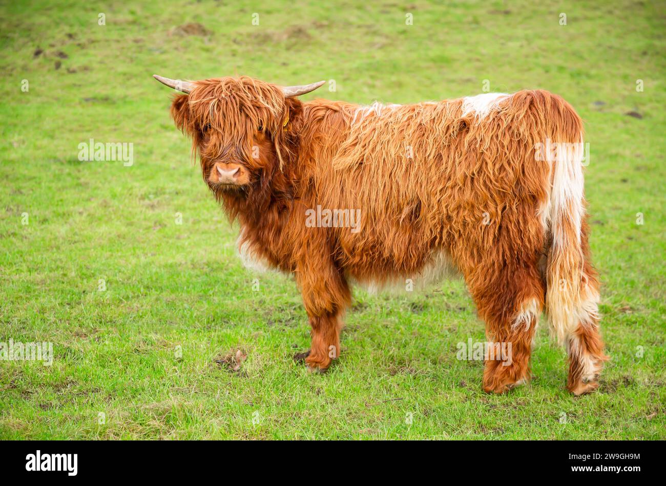 Highland cow calf in Winter with two pointed horns, shaggy orange coat ...