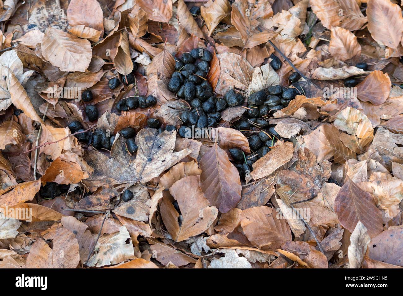 Roe Deer Droppings in a Italy Forest on a Background with dry Leaves ...