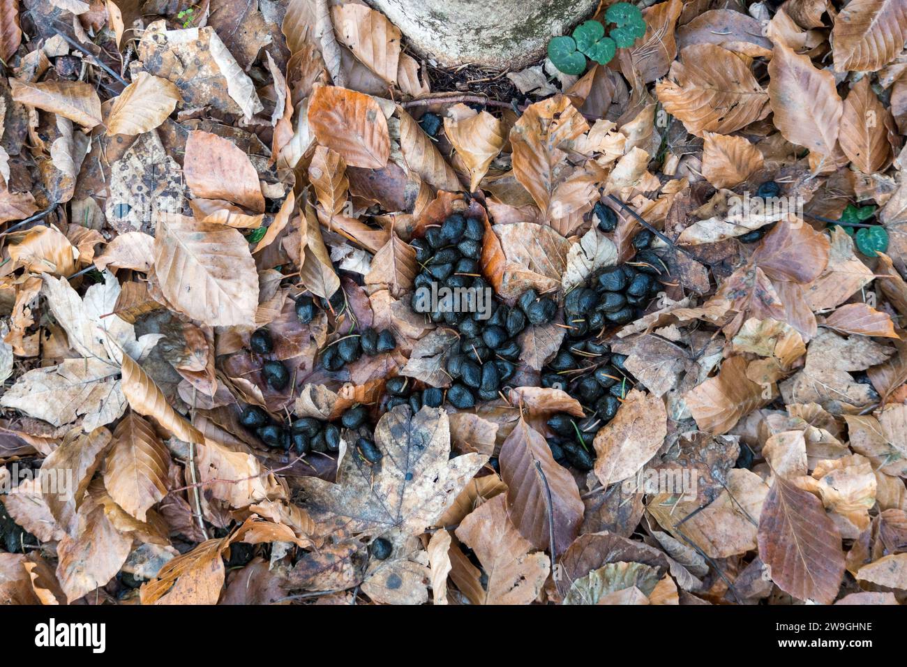Roe Deer Droppings in a Italy Forest on a Background with dry Leaves ...