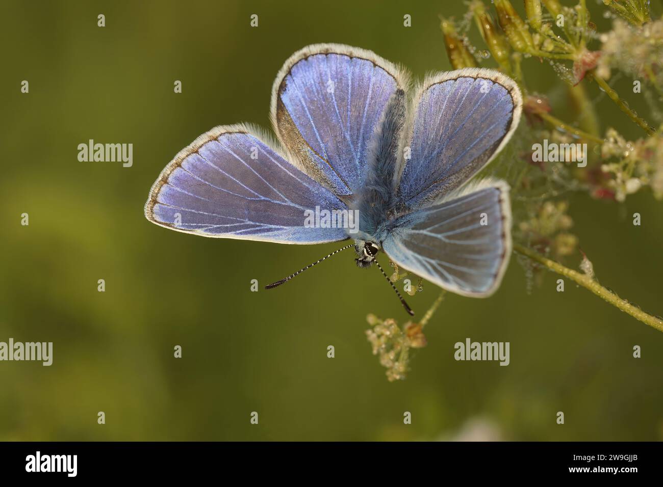 Natural closeup on a colorful Icarus blue butterfly , Polyommatus ...