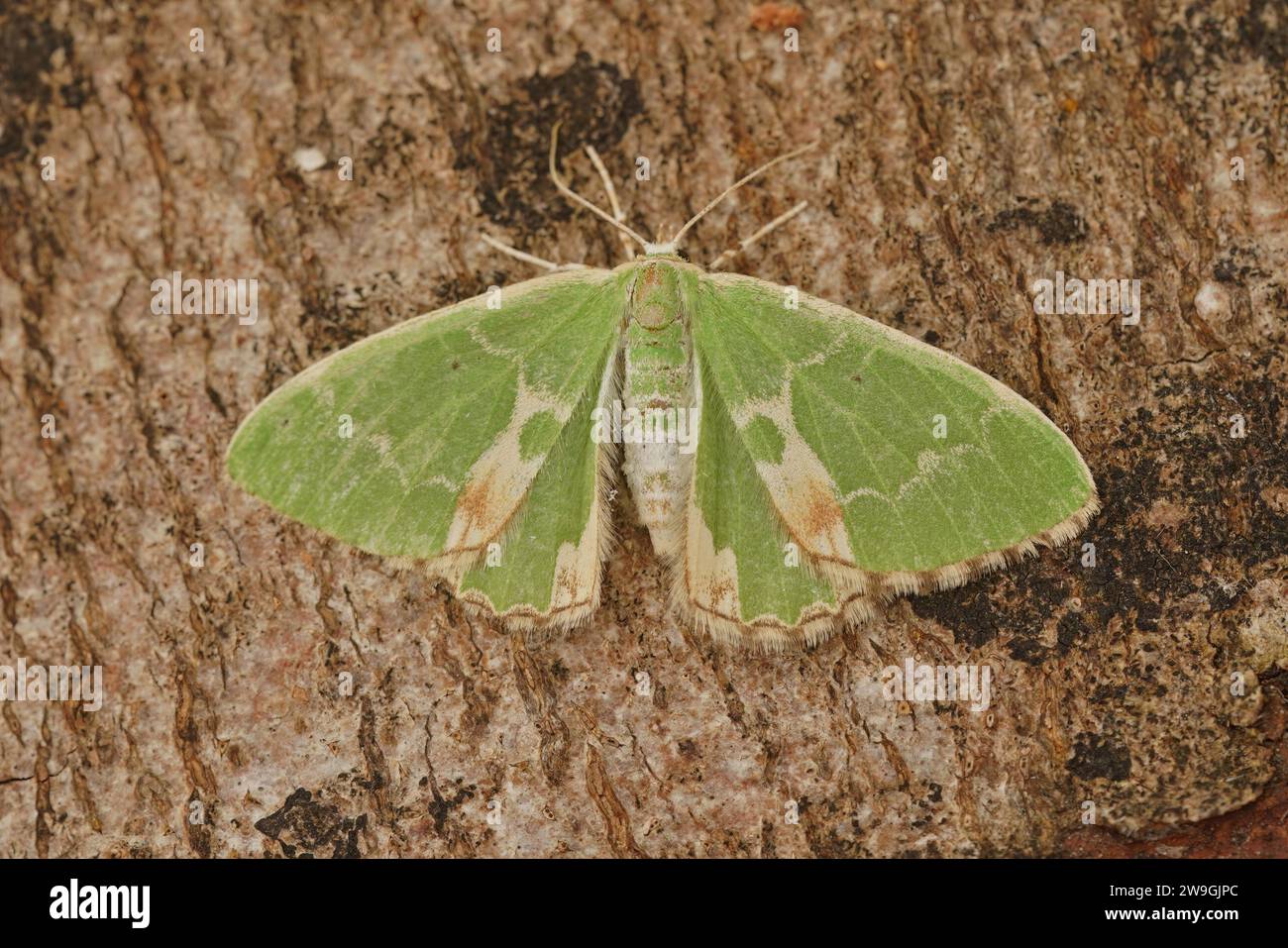 Detailed closeup on the green Blotched emerald geometer moth, Comibaena ...