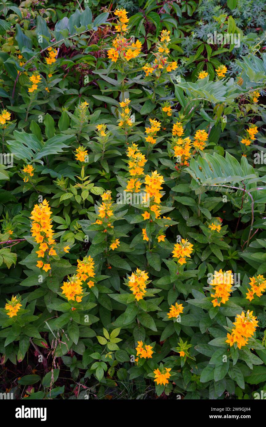 Spikes of yellow loosestrife flowers (Lysimachia) growing in the garden ...