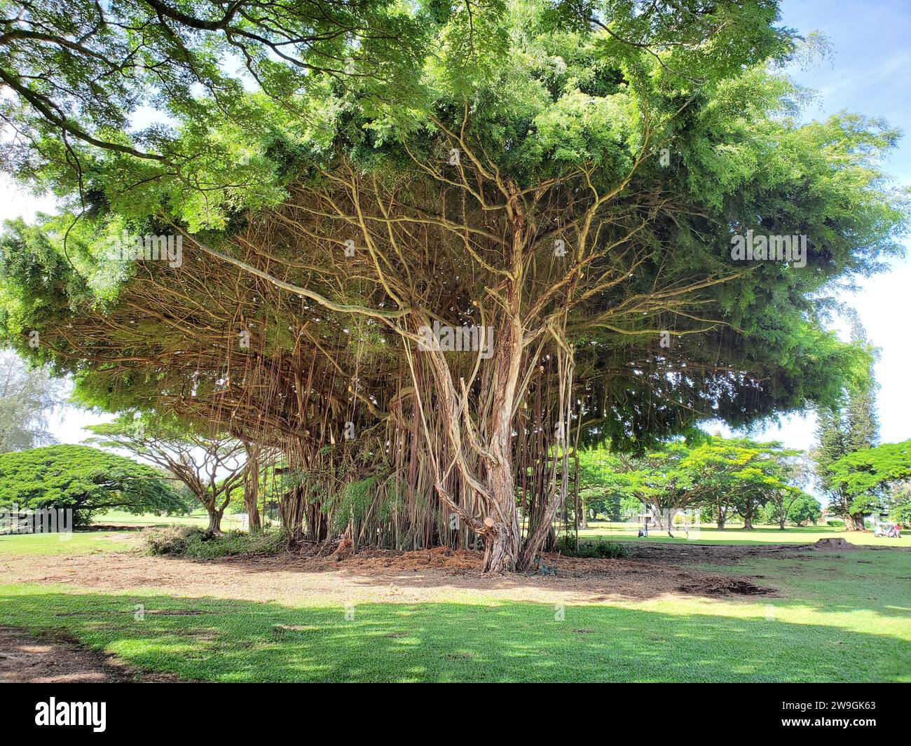 A lush green park with a towering tree in the center, surrounded by ...