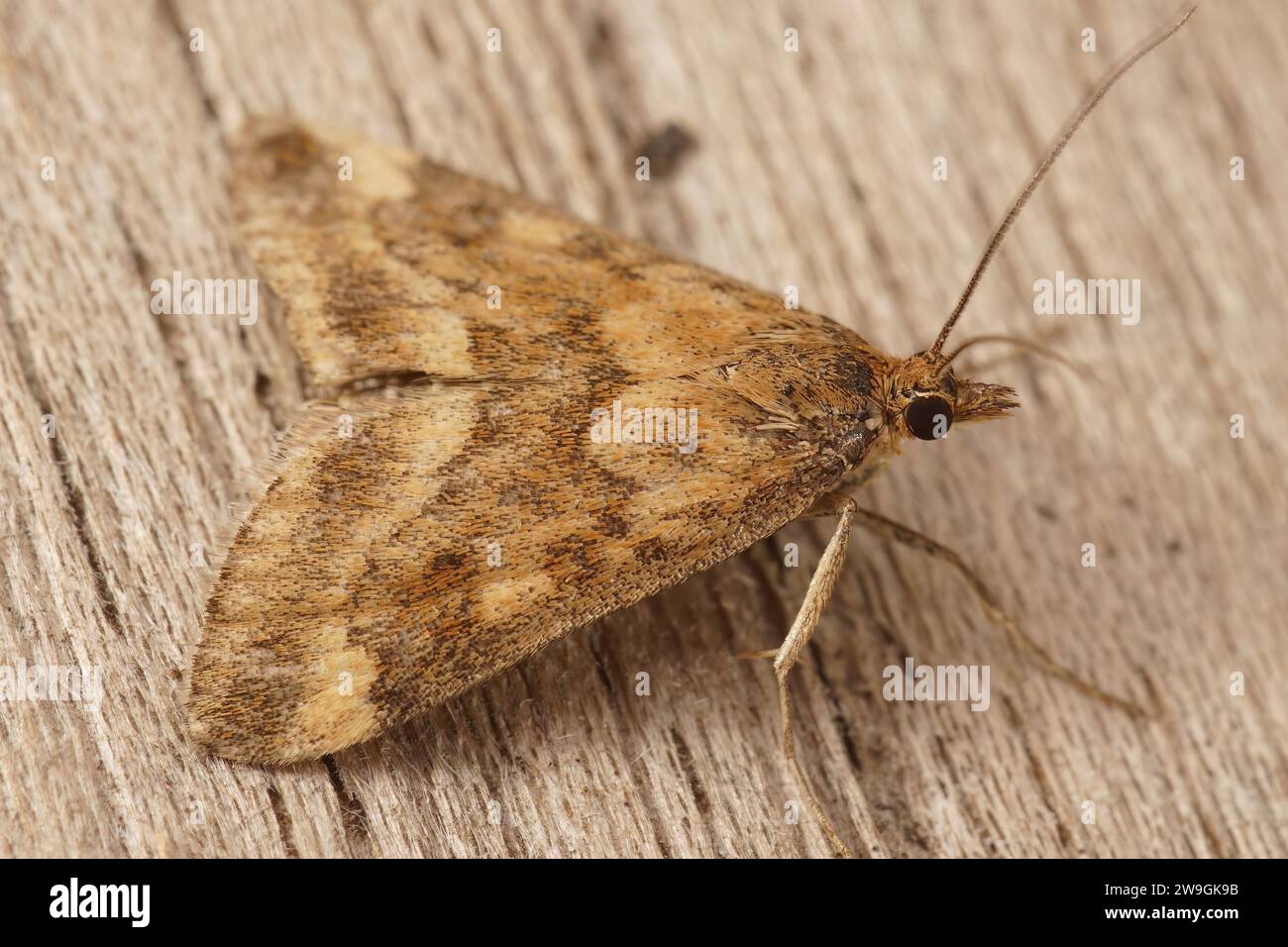 Salielichtmot hi-res stock photography and images - Alamy