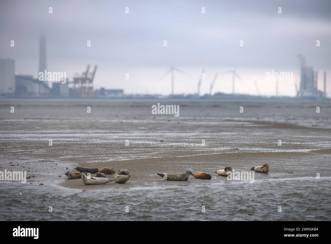 Bob of Seals Resting on Sand Bank on Fano Island, with Esbjerg Harbour ...