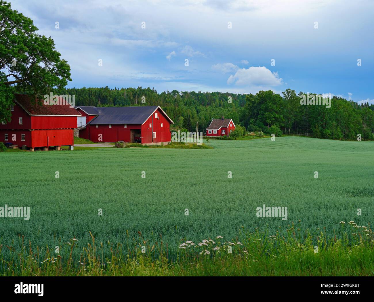 View of a traditional red barn in the Norwegian countryside Stock Photo ...
