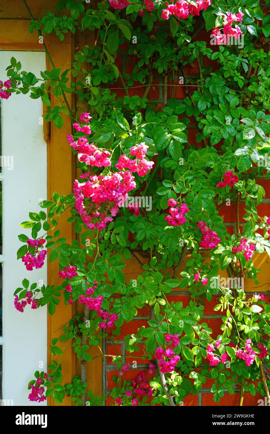 Prolific pink climbing rose growing on a garden wall Stock Photo - Alamy