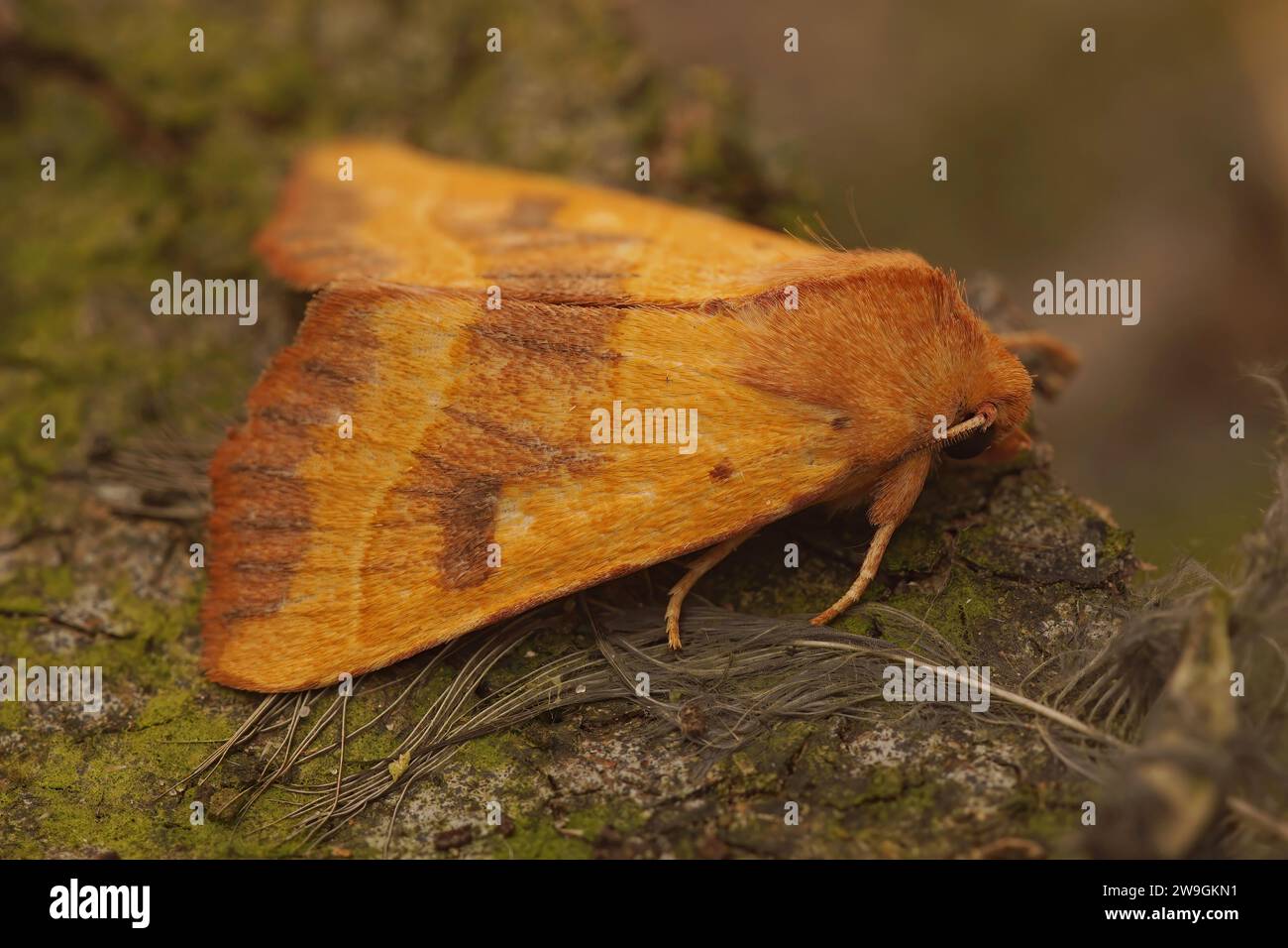 Natural closeup of a yellow Centre-barred Sallow moth Atethmia centrago ...