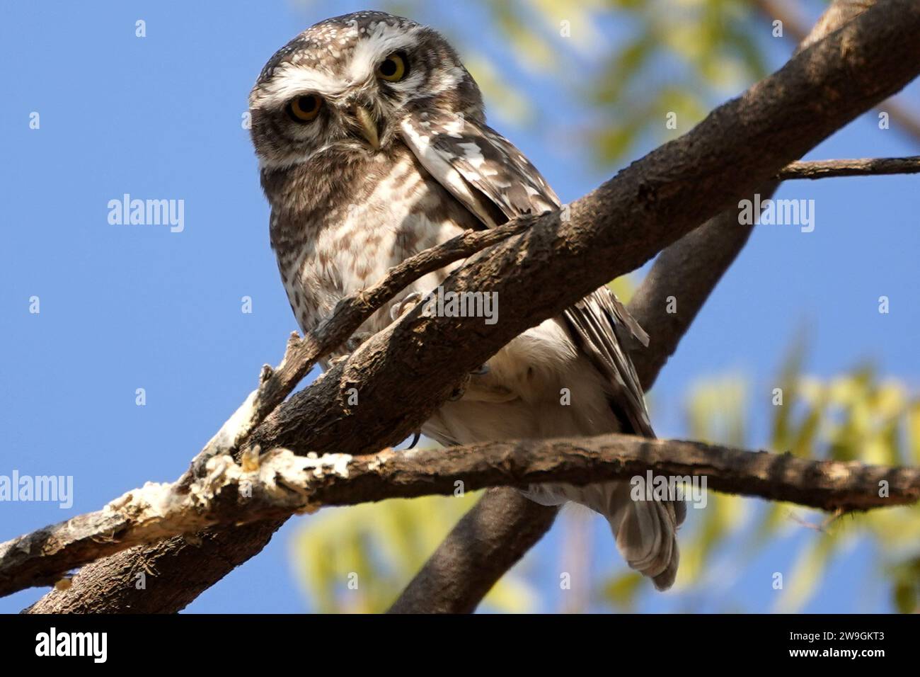 Pushkar, India. 28th Dec, 2023. Owls resting on a tree branch in ...