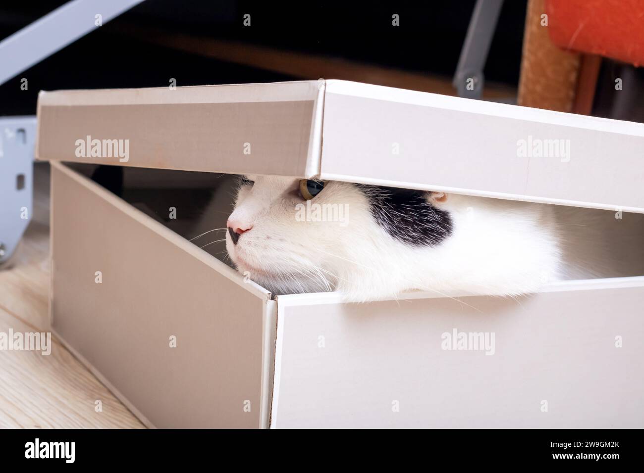 Funny fat cat sitting hi-res stock photography and images - Alamy