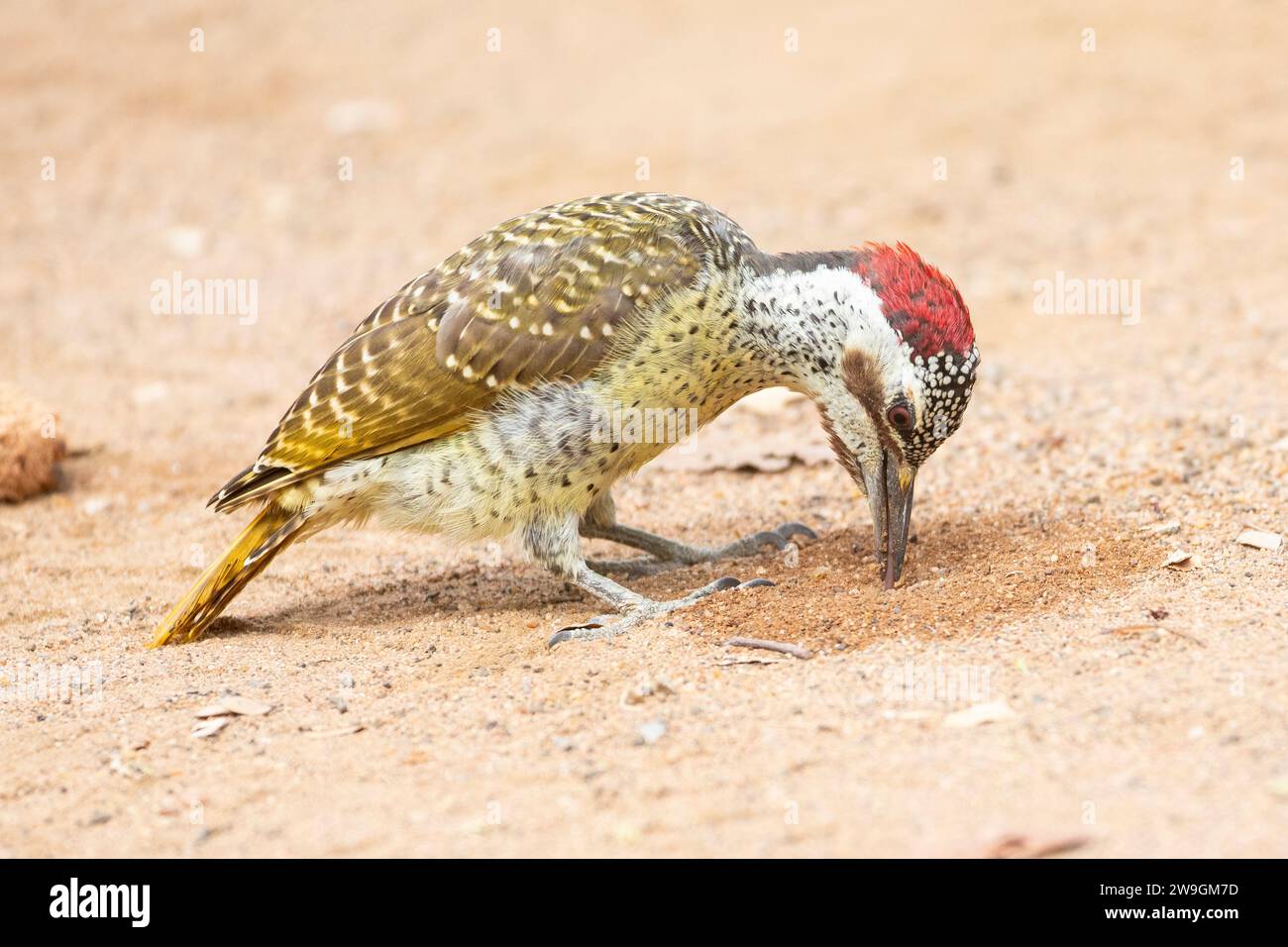 Female Bennett's Woodpecker (Campethera bennettii) Limpopo, South ...