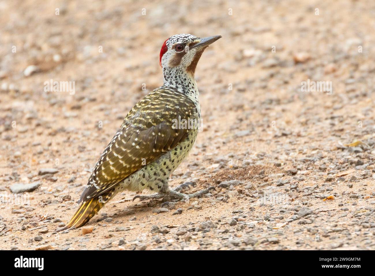 Female Bennett's Woodpecker (Campethera bennettii) Limpopo, South ...