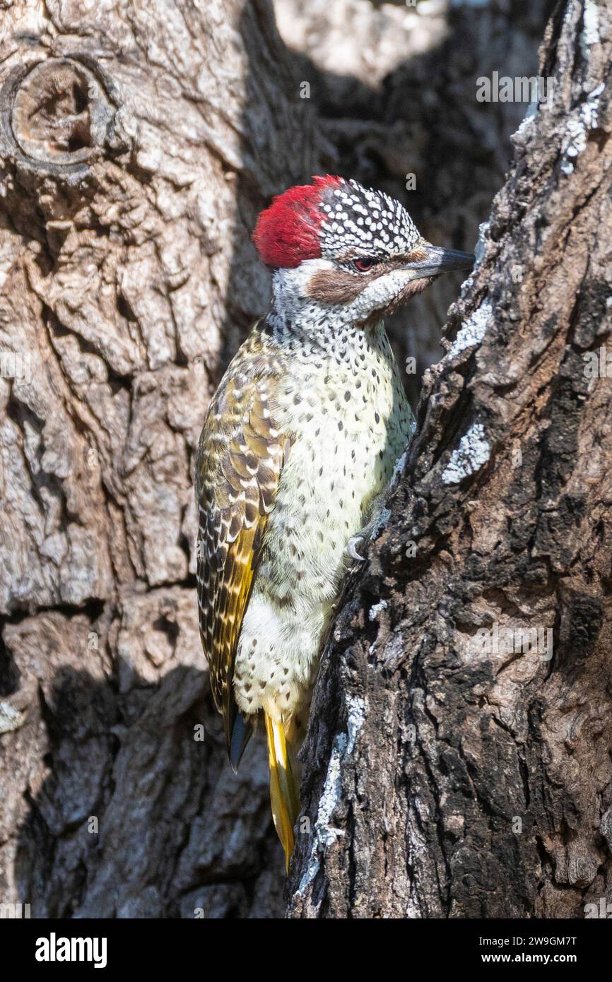 Female Bennett's Woodpecker (Campethera bennettii) Limpopo, South ...