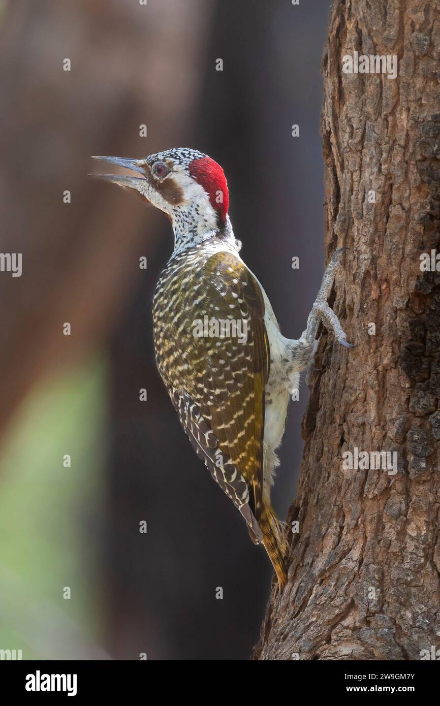 Female Bennett's Woodpecker (Campethera bennettii) Limpopo, South ...