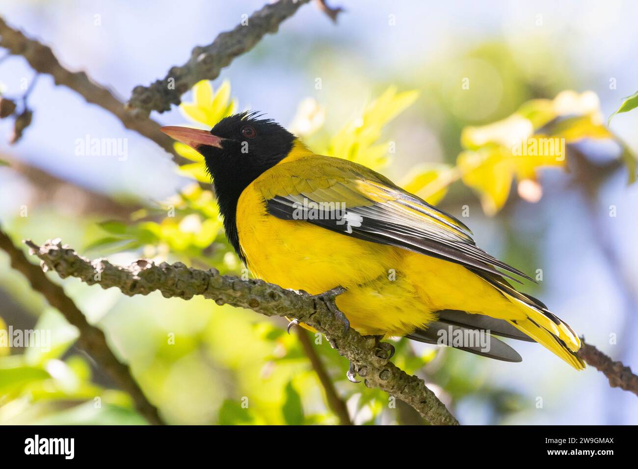 Black headed oriole habitat hi-res stock photography and images - Alamy