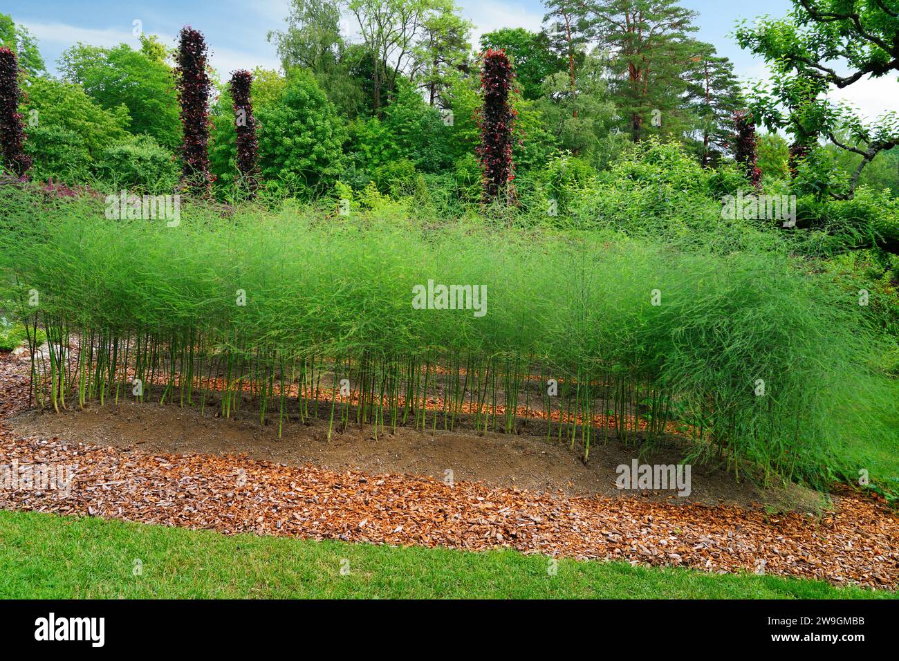 Asparagus patch in the vegetable garden with green asparagus fern ...