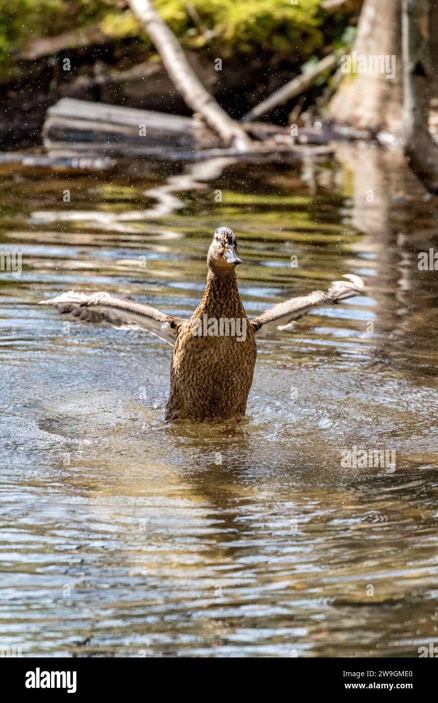 Action shots of a single female duck having a bath in the water ...