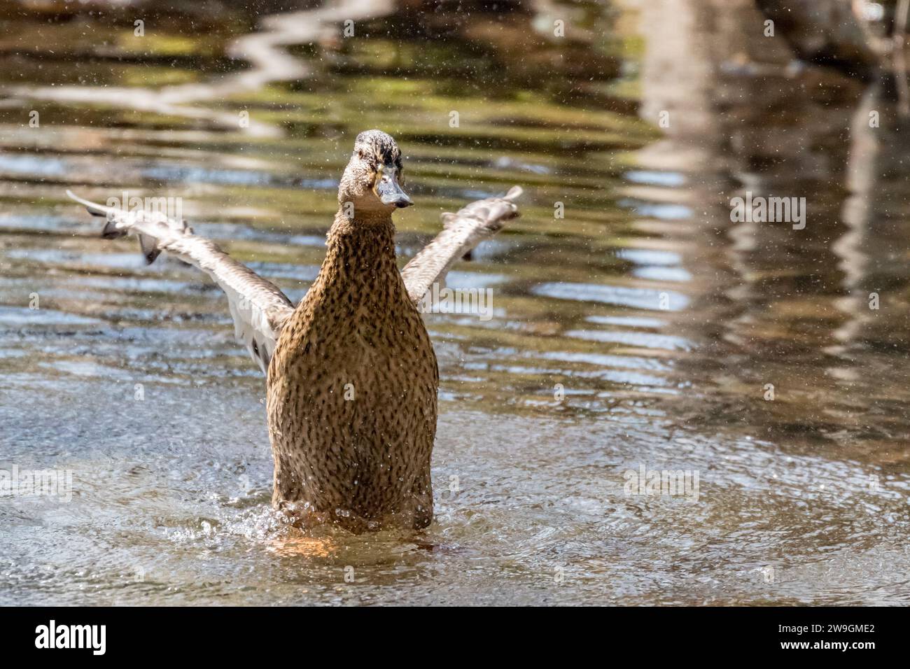 Action shots of a single female duck having a bath in the water ...