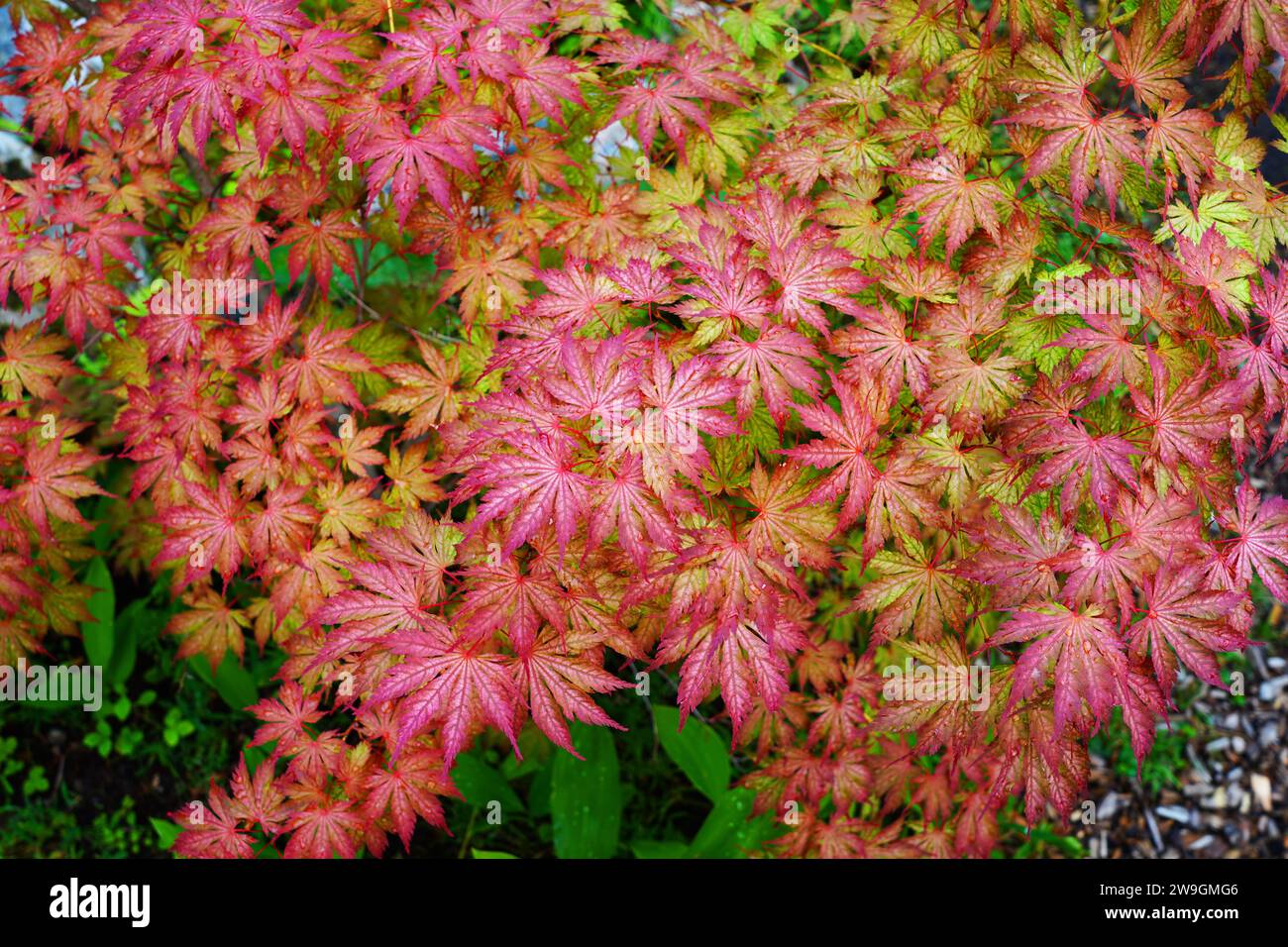 Pink foliage of the weeping Laceleaf Japanese Maple tree (Acer palmatum ...