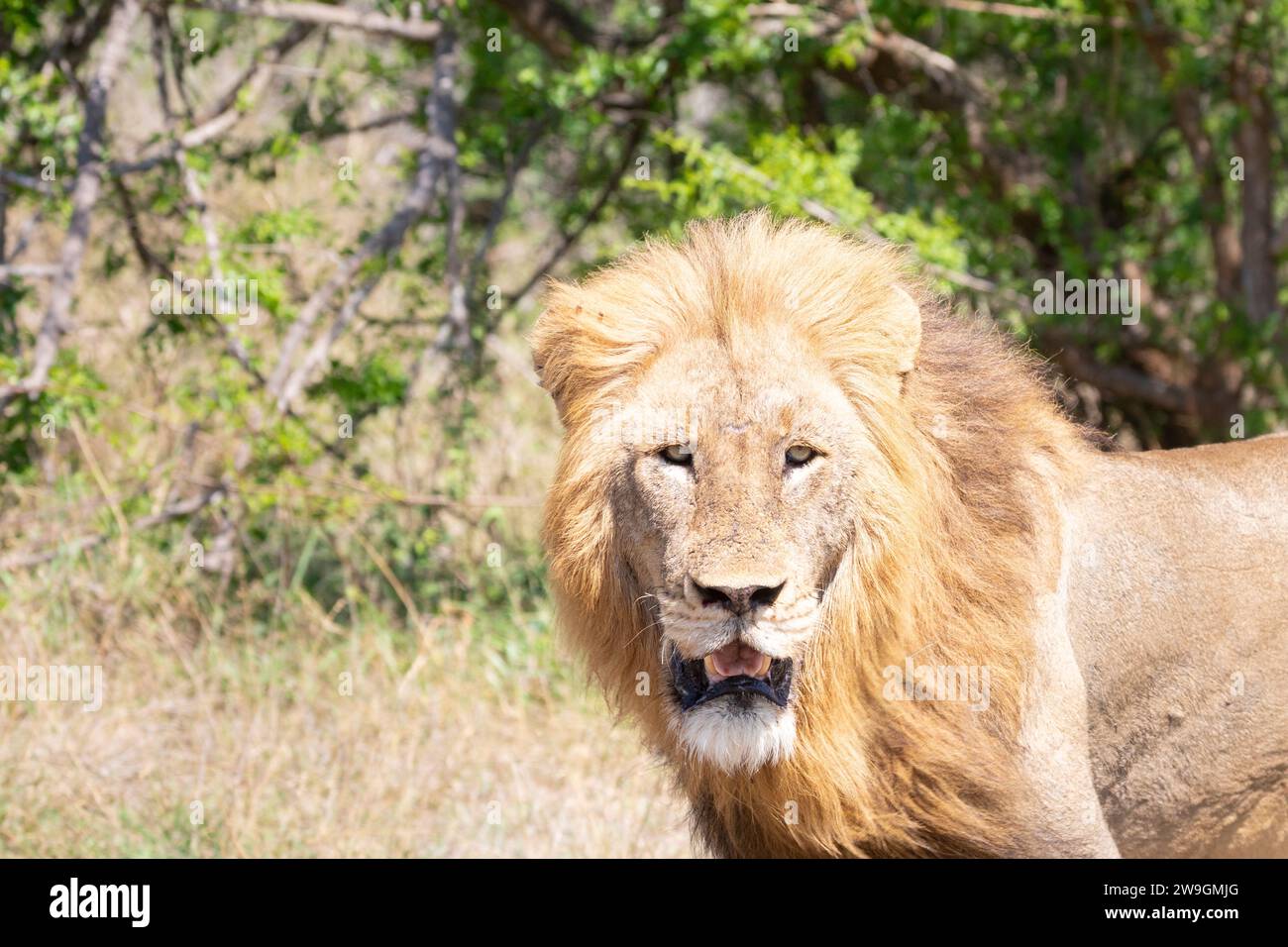 Headshot of an African Lion (Panthera leo) in broad-leafed Mopani ...