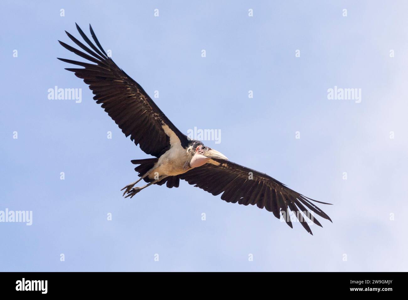 Marabou Stork (Leptoptilos crumeniferus) flying overhead with ...
