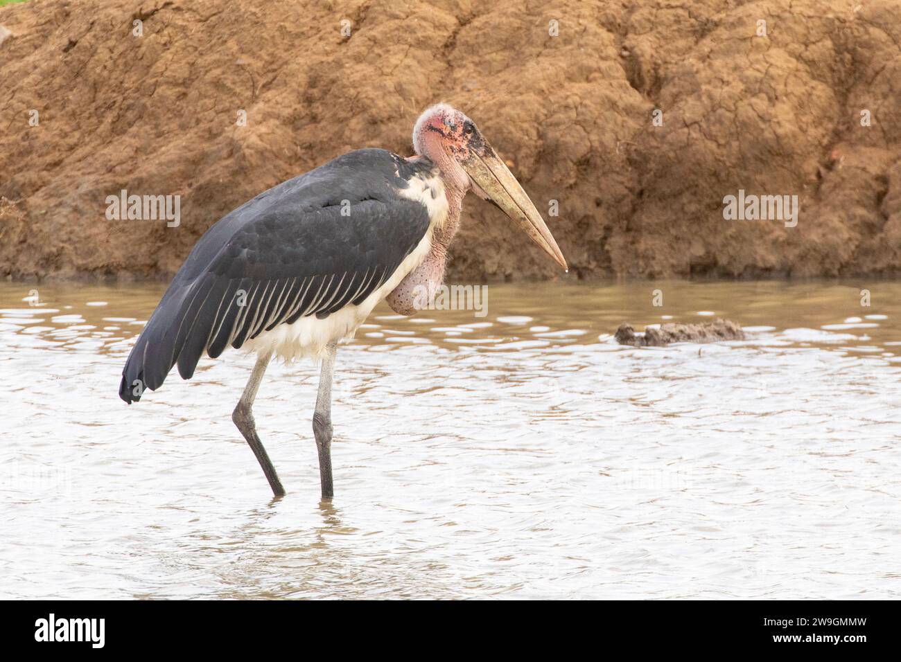 Marabou Stork (Leptoptilos crumeniferus Stock Photo - Alamy