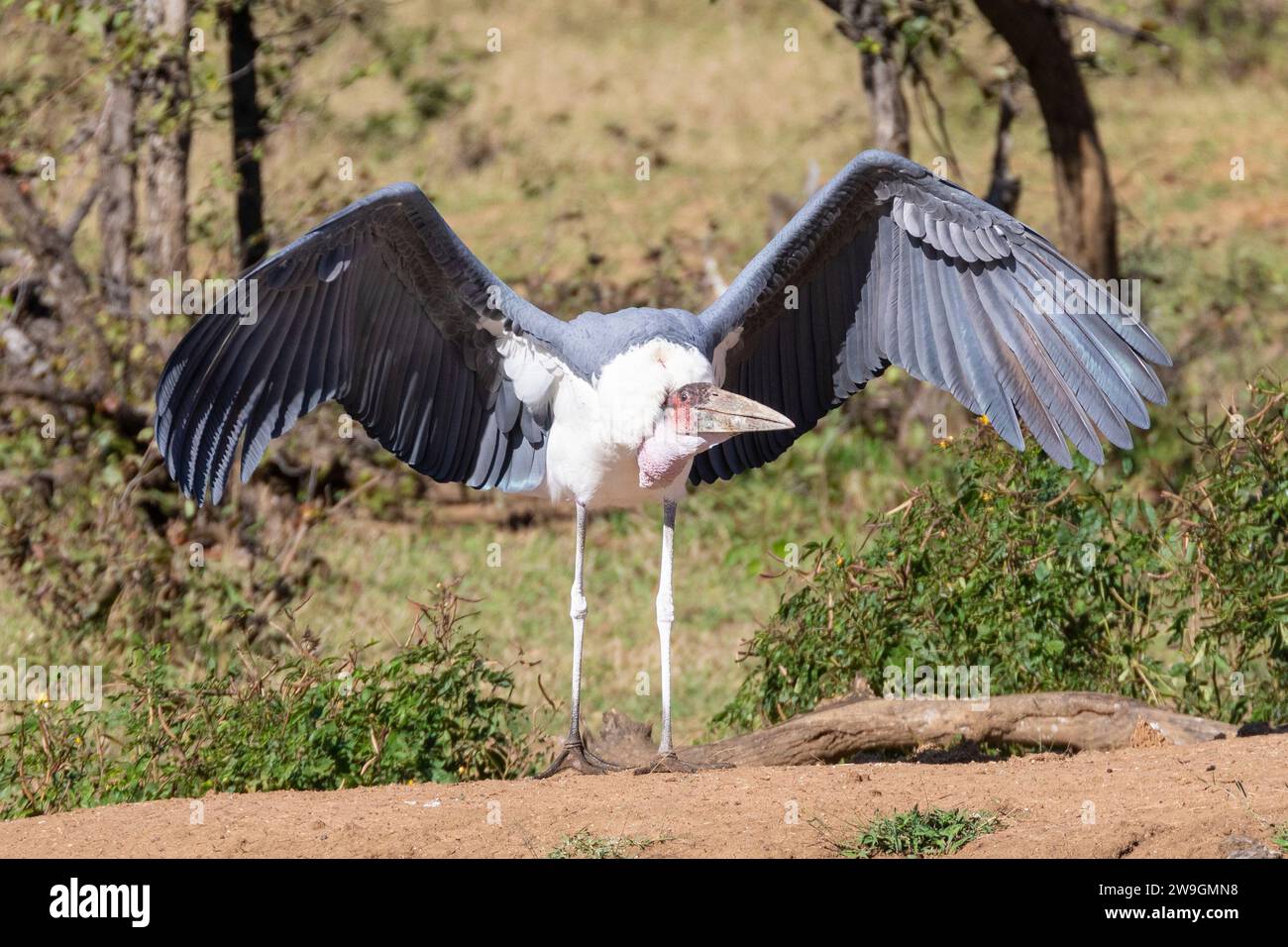 Marabou Stork (Leptoptilos crumeniferus), Kruger National Park, Limpopo ...