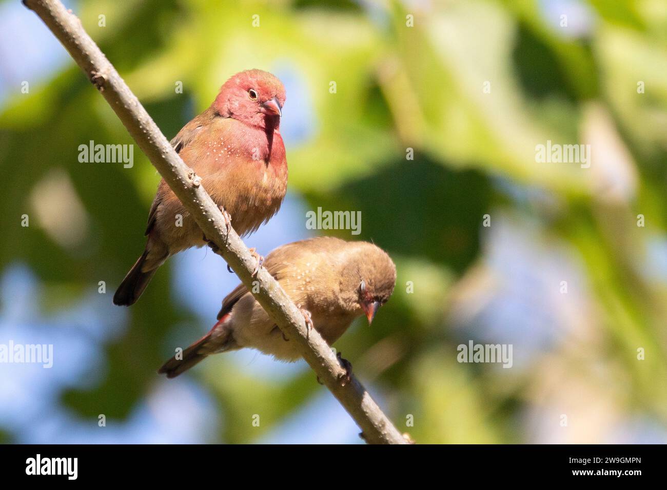 Breeding pair of Red-billed Firefinch (Lagonosticta senegala), Limpopo ...
