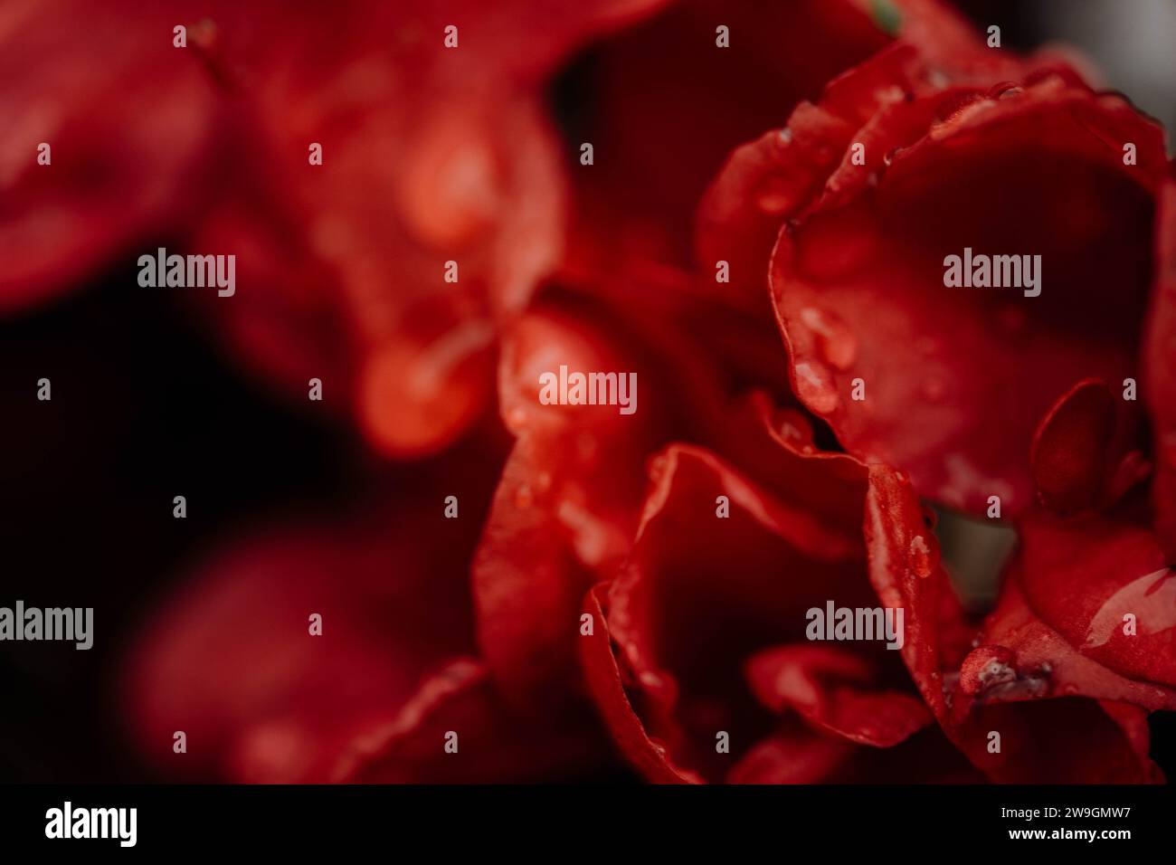 Raindrop Red Flower Macro photography Sigma Lens 100mm bokeh Stock ...