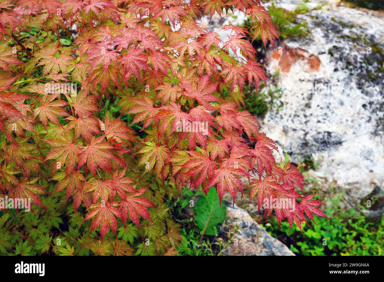 Pink foliage of the weeping Laceleaf Japanese Maple tree (Acer palmatum ...