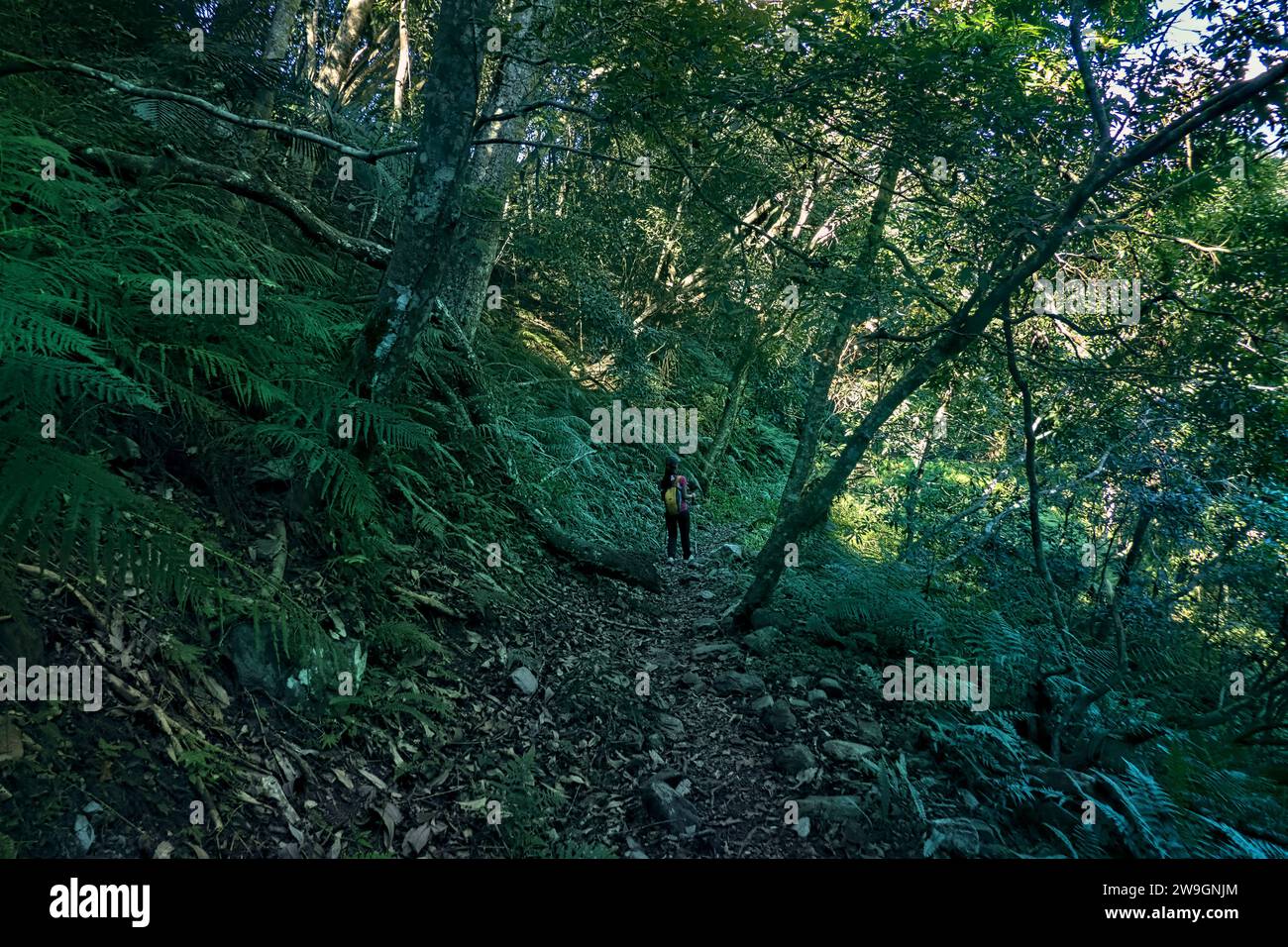 Walking through the forest on the Lushui Wenshan Trail, Taroko National ...