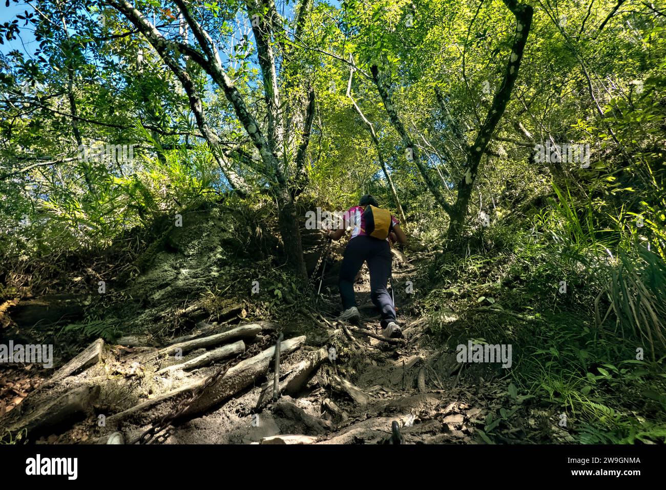 Walking through the forest on the Lushui Wenshan Trail, Taroko National ...