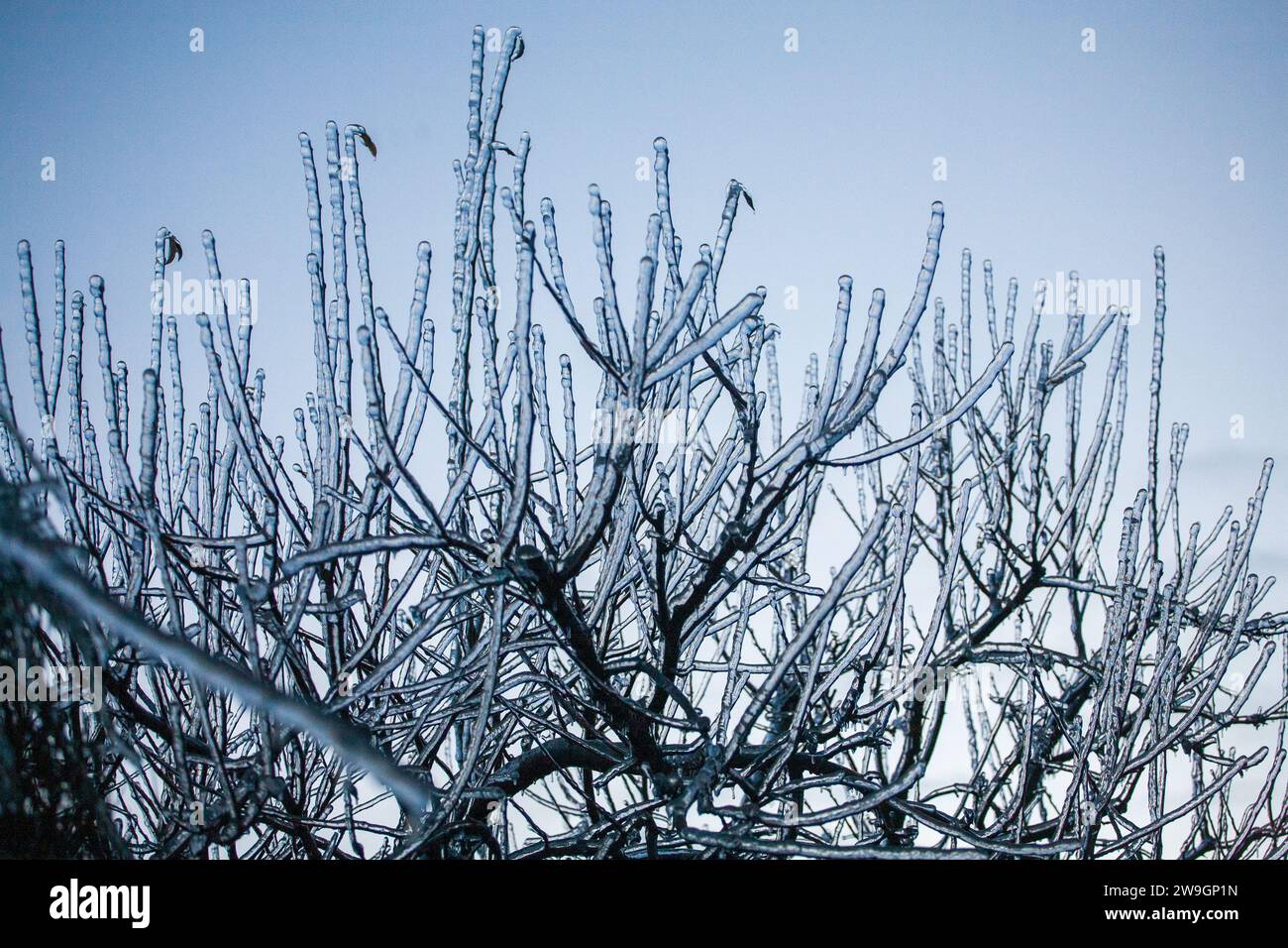 Icing in the world of branch with long green needles covered with a ...