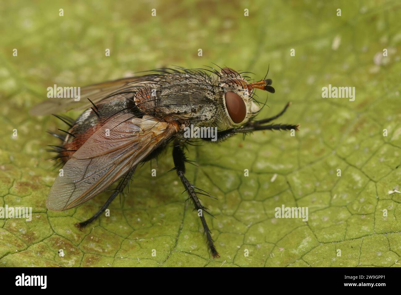 Close up of a rare tachinid fly, Peleteria iavana on green leaf showing ...