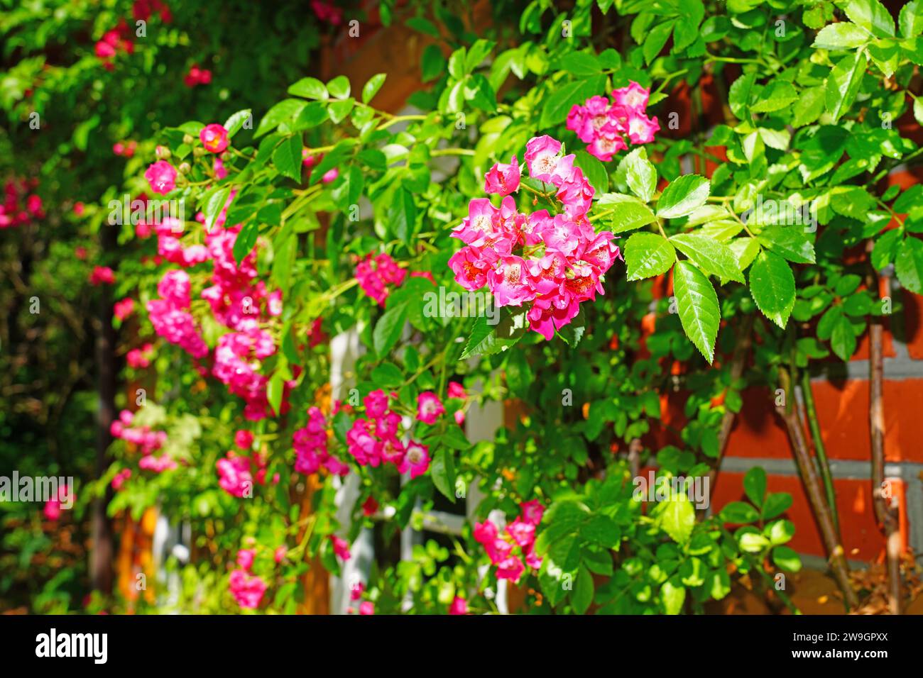 Prolific climbing rose hi-res stock photography and images - Alamy