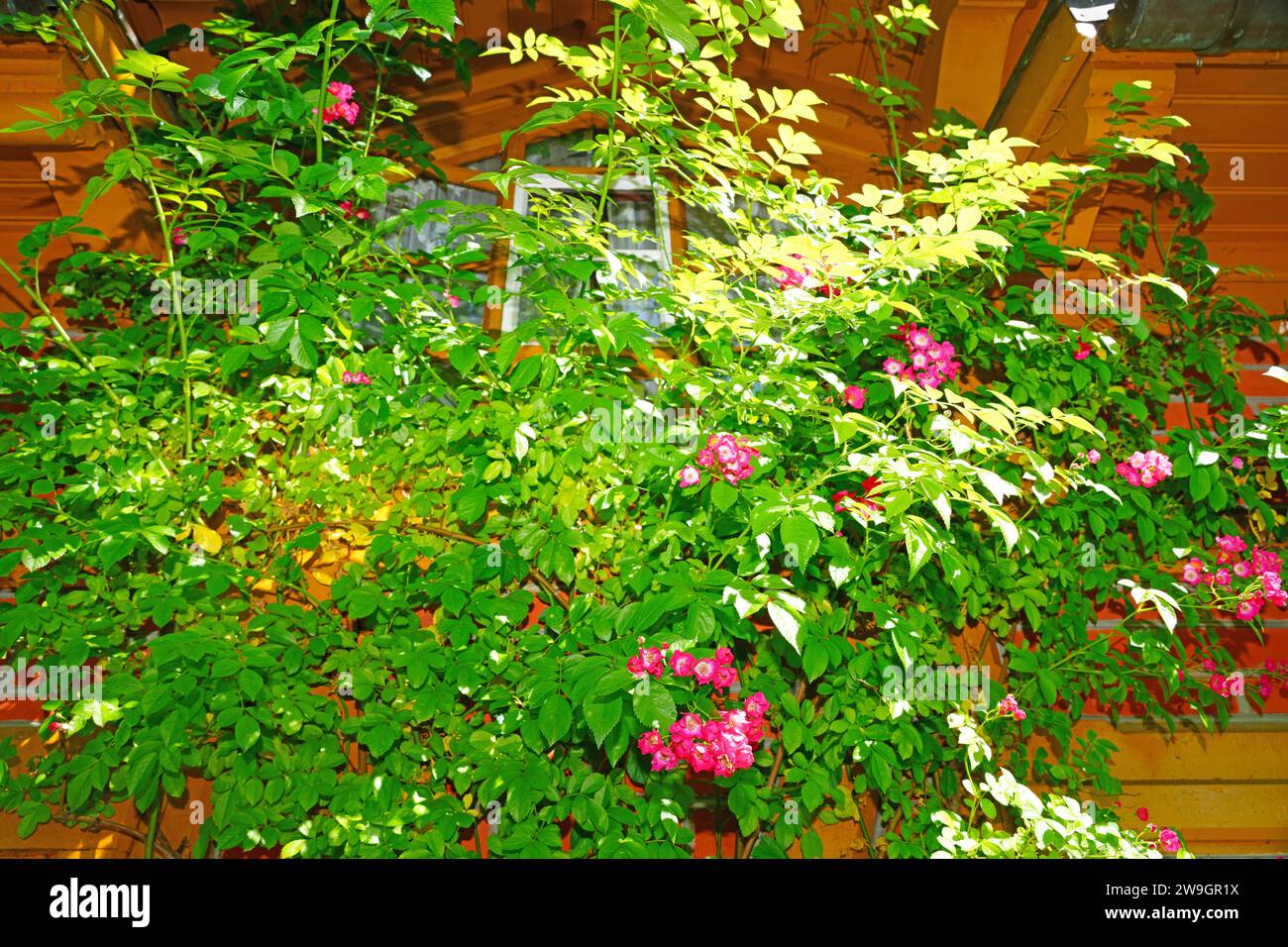 Prolific climbing rose hi-res stock photography and images - Alamy