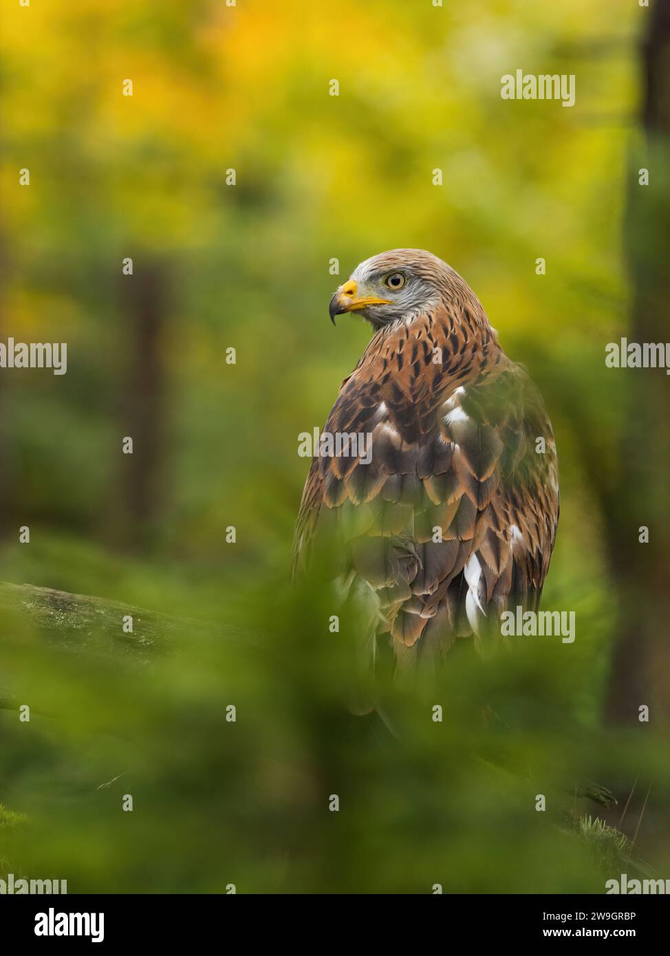 Beautiful Red Kite portrait (Milvus milvus). National symbol of ...