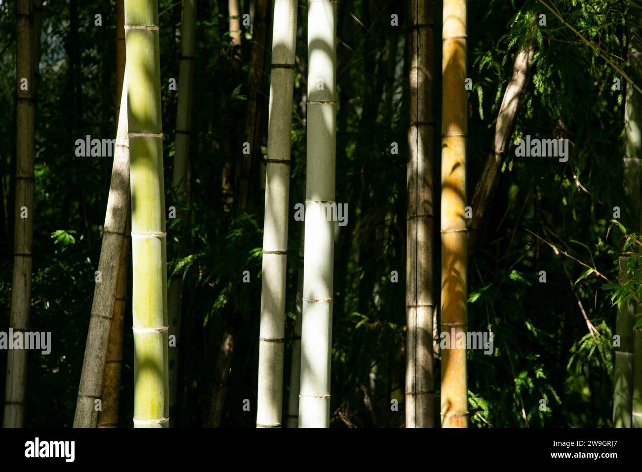 Colorful bamboo forest on the Nakasendo route in the Kiso Valley in ...