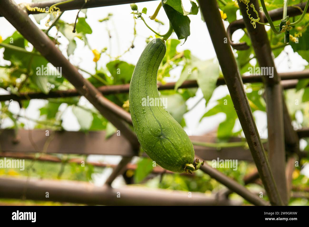 Japanese zucchini hanging in an organic garden in Magome, Japan Stock ...
