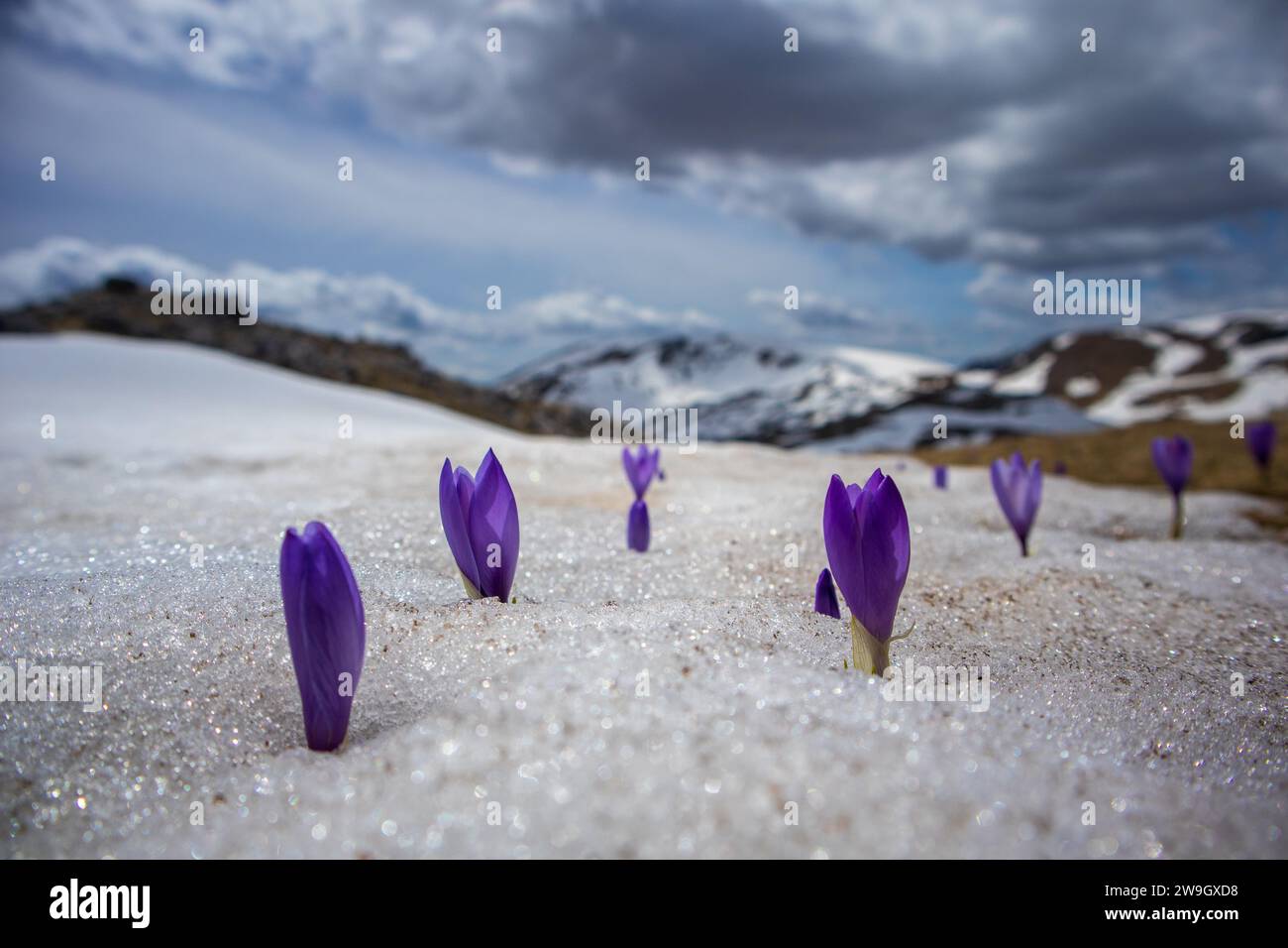 The beauty of untouched wilderness showcased in a panoramic mountain spectacle Stock Photo - Alamy