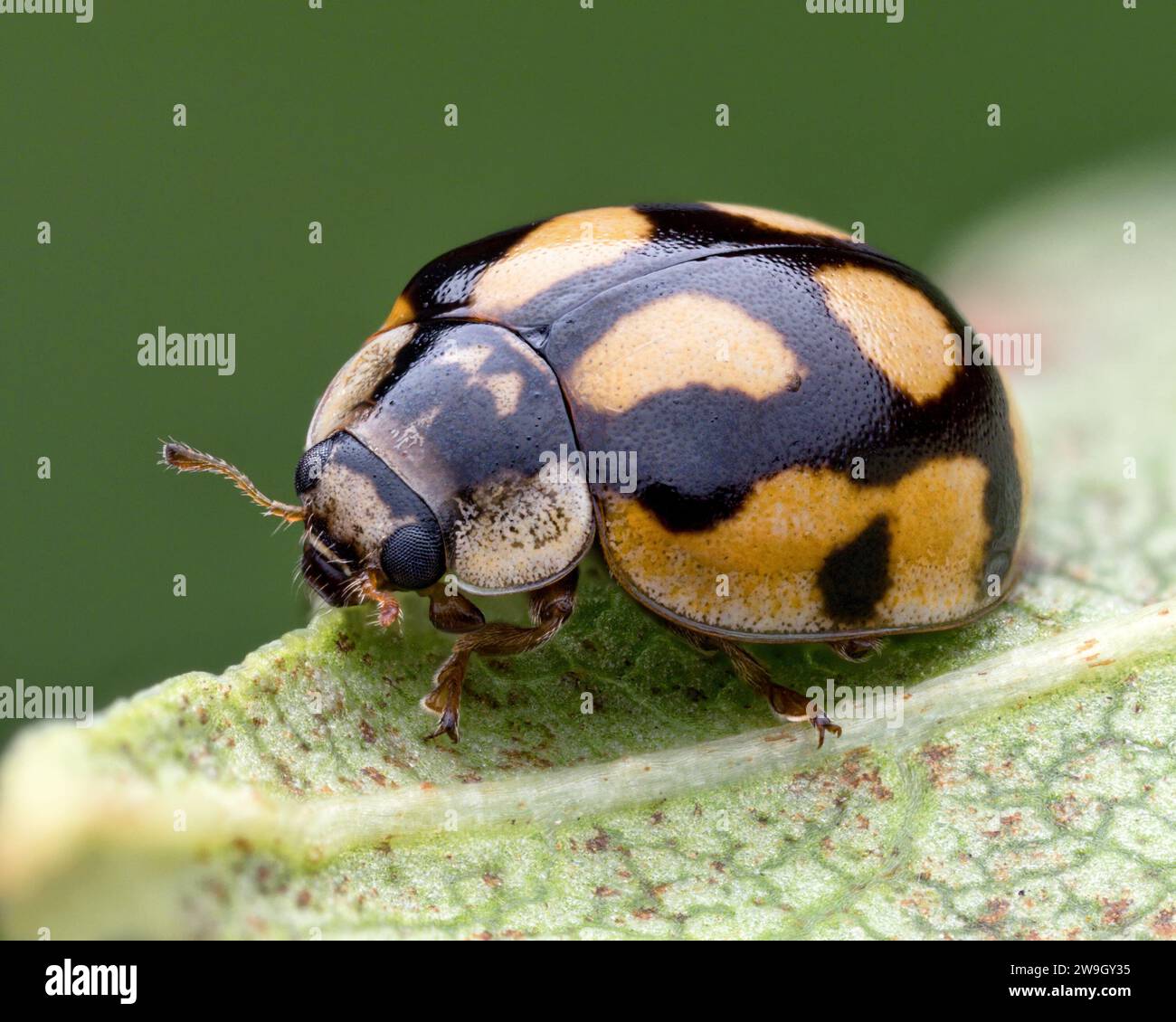 10-spot Ladybird (Adalia decempunctata) on underside of leaf. Tipperary ...