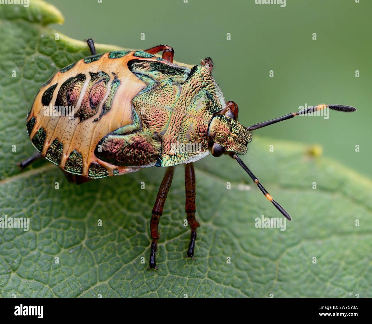 Bronze shieldbug final instar nymph hi-res stock photography and images ...